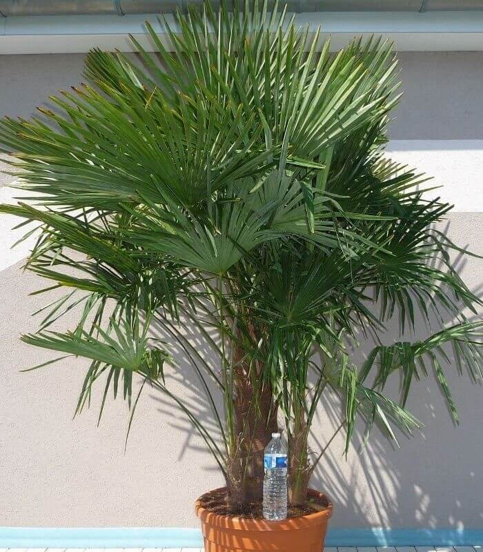 Trachycarpus Fortunei multi-tronc, palmier chanvre