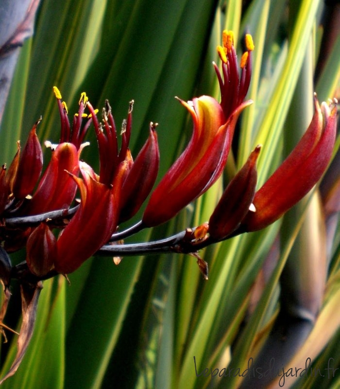 phormium tenax 'variegatum' - New Zealand variegated flax